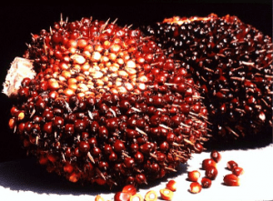 | ExcelVite - Advancing Palm Nutraceutical Science